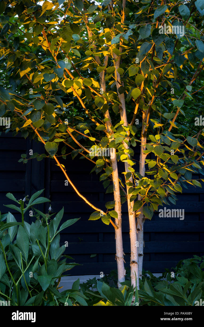 Uplighting element projected onto Multi-stemmed silver Birch Stock ...