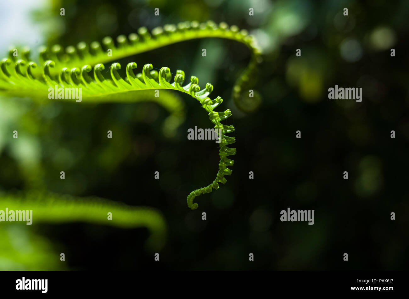An octopus tentacles shaped young fern unfurling in the sunlight ...