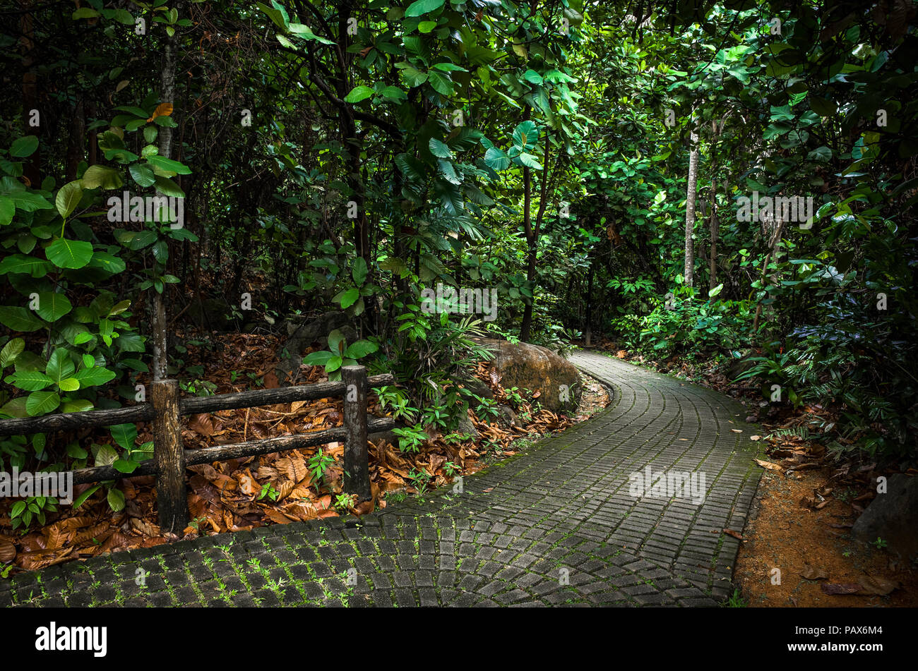 Jungle path hi-res stock photography and images - Alamy