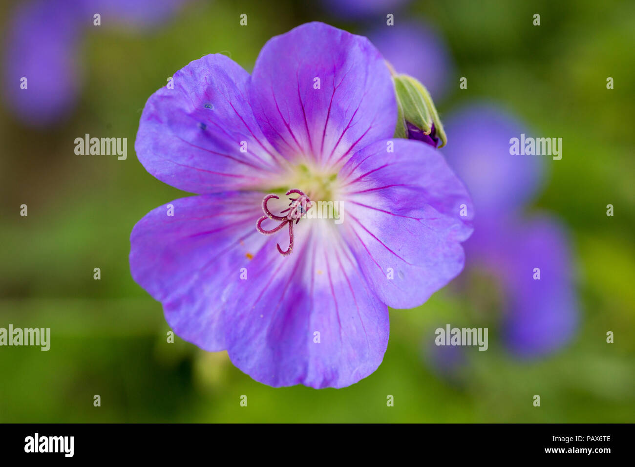 Geranium orion hi-res stock photography and images - Alamy