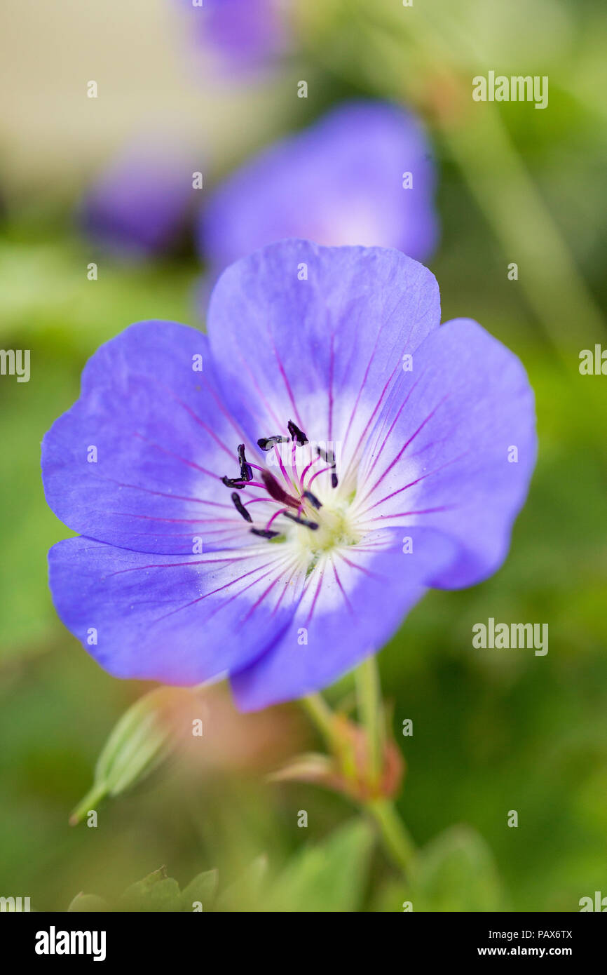 Geranium rozanne hi-res stock photography and images - Alamy