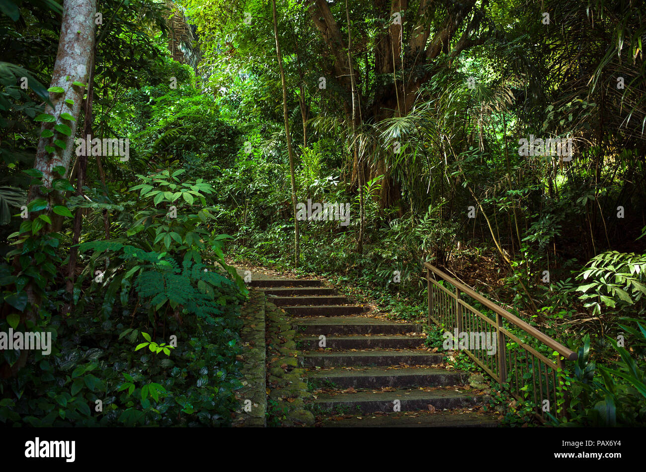 The forest hiking path that climbs up to Mount Faber Hill, Singapore ...