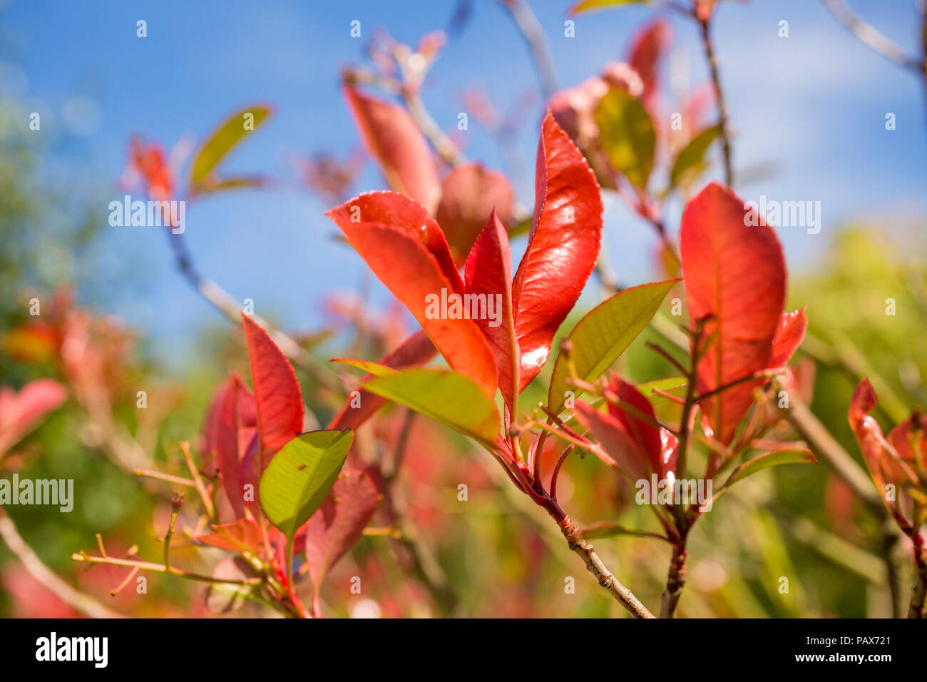 Photinia red robin hi-res stock photography and images - Alamy