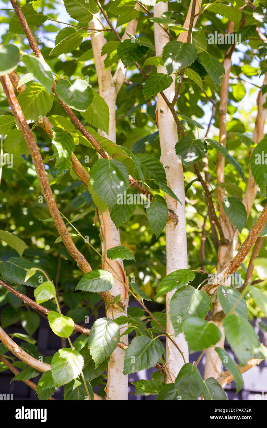 Multi-stemmed silver Birch Stock Photo - Alamy