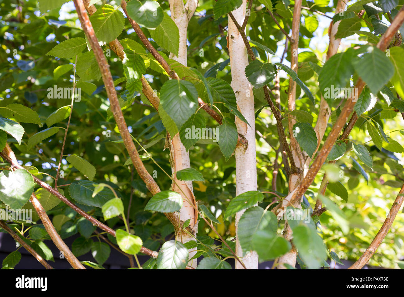 Multi stemmed silver birch hi-res stock photography and images - Alamy