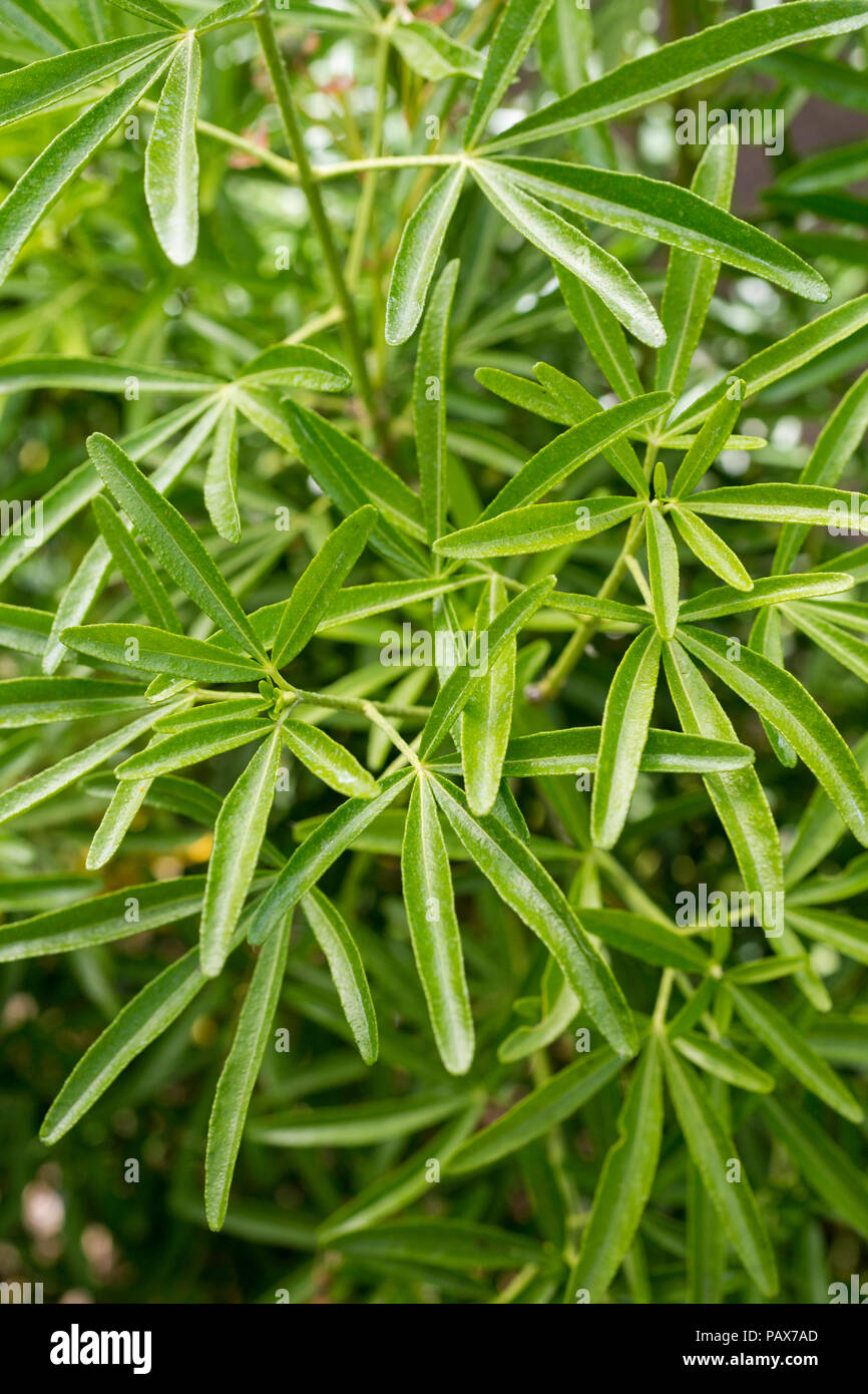 Choisya x dewitteana 'Aztec Pearl' foliage Stock Photo - Alamy