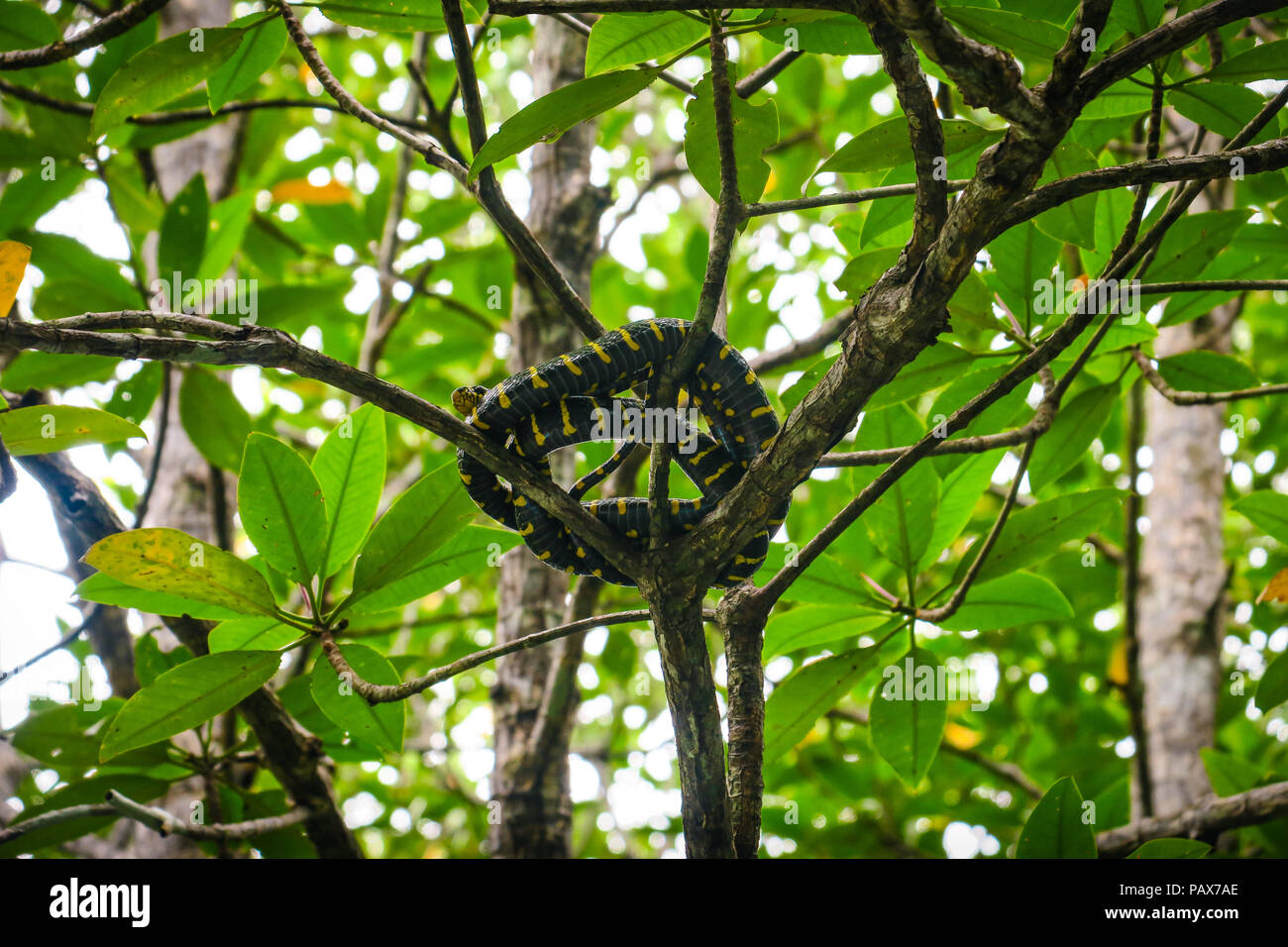 Colorful yellow & black Striped Mangrove Snake on a tree branch in the ...
