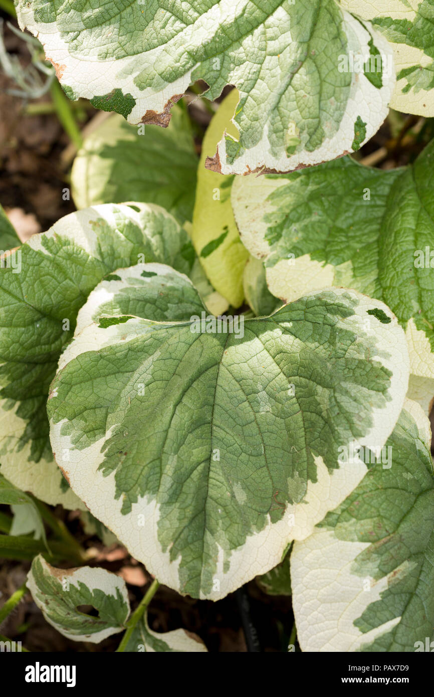 Brunnera variegata hi-res stock photography and images - Alamy