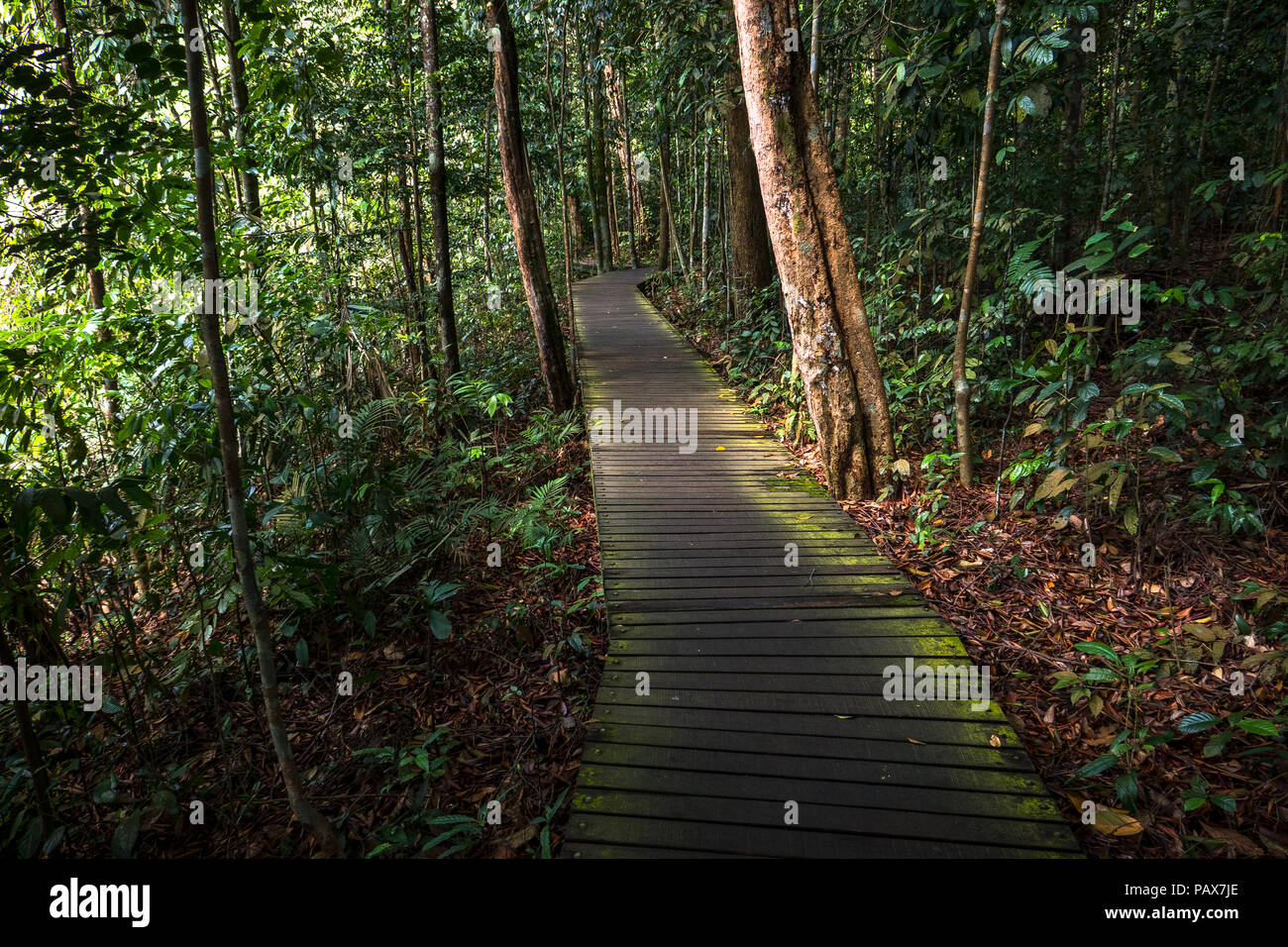 Singapore macritchie nature trail hi-res stock photography and images ...