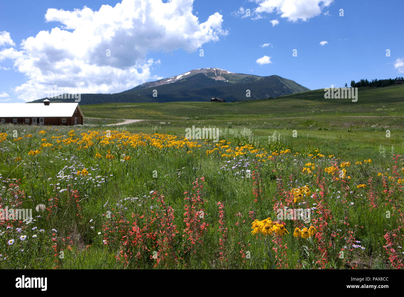 Crested Butte Wildflowers High Resolution Stock Photography and Images ...