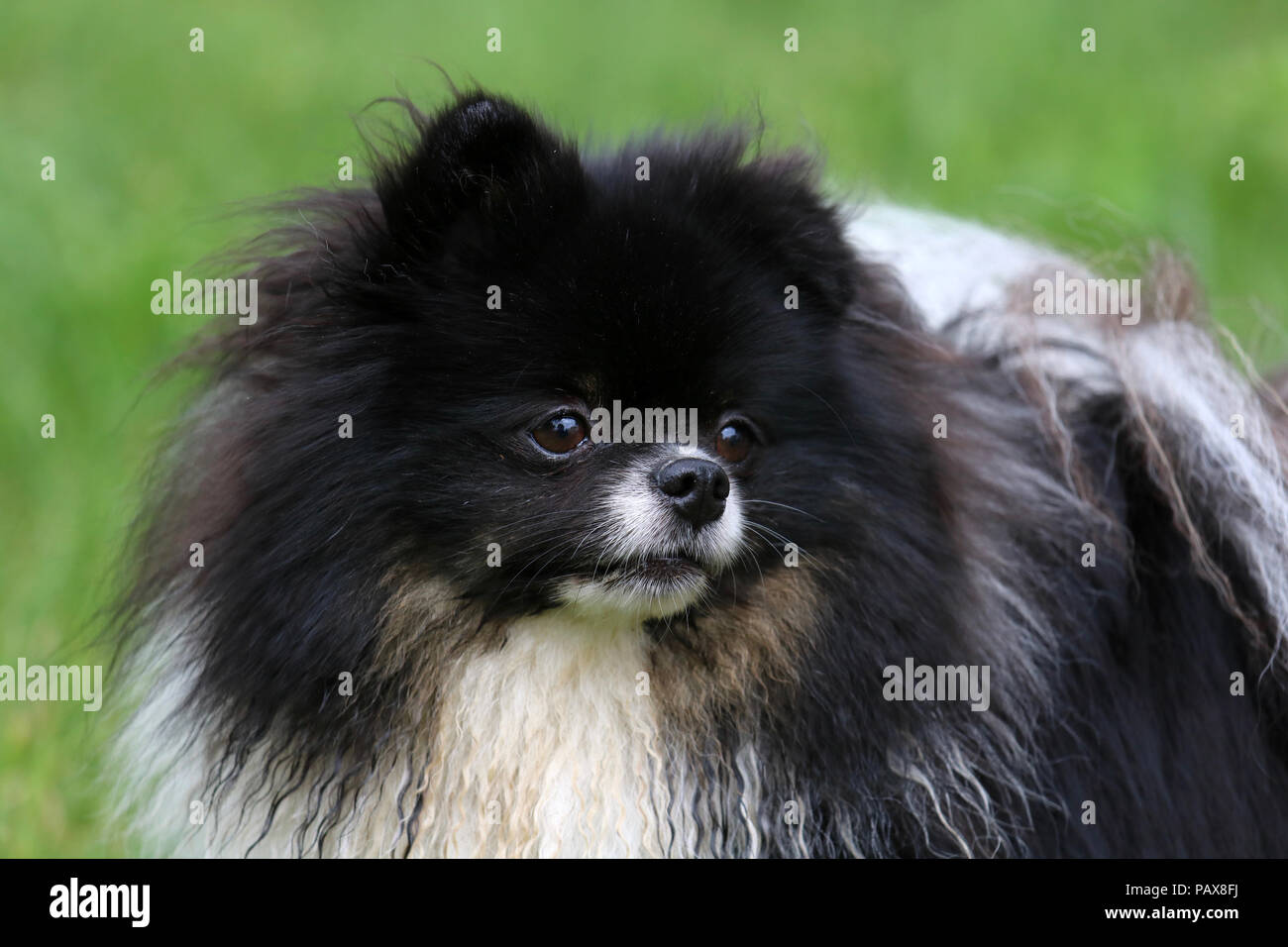 Black And Tan Parti Pomeranian