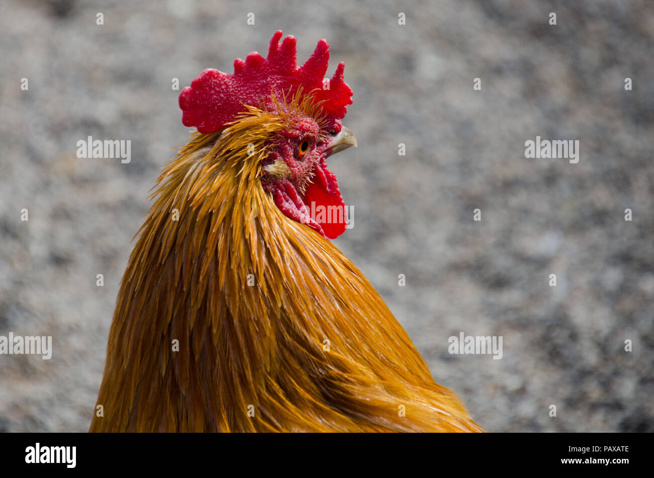 Portrait of Rhode island red rooster in profile Stock Photo - Alamy