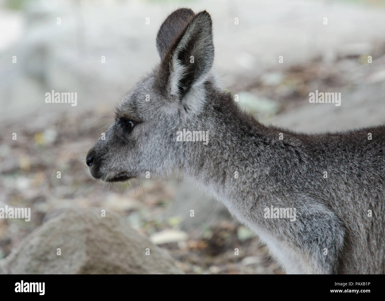 Close up of young Eastern Grey Kangaroo portrait. Side view of head and ...