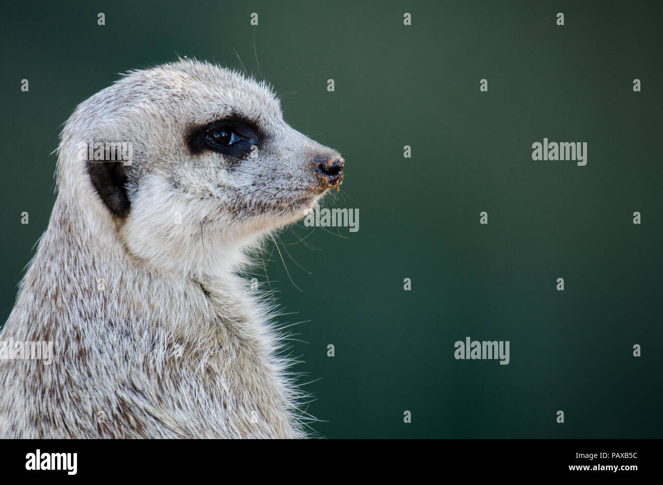 Close up portrait of meerkat, side view of cute meerkat in zoo Stock ...