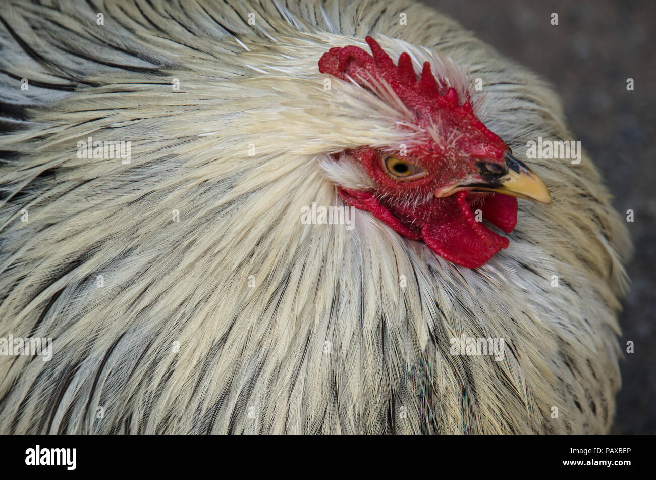 Horizontal rooster hi-res stock photography and images - Alamy