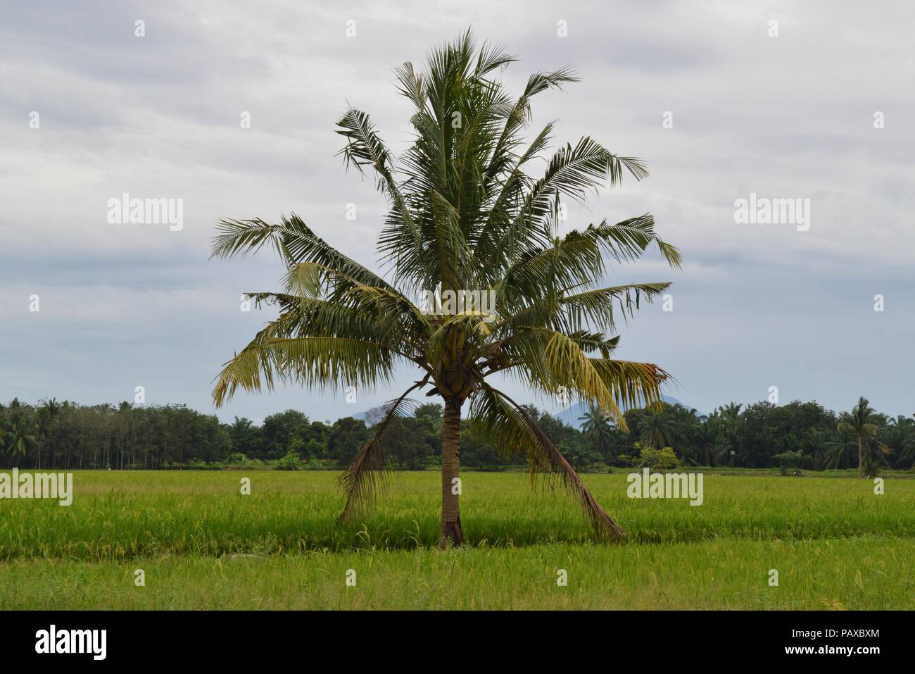 Coconut tree with land hi-res stock photography and images - Alamy