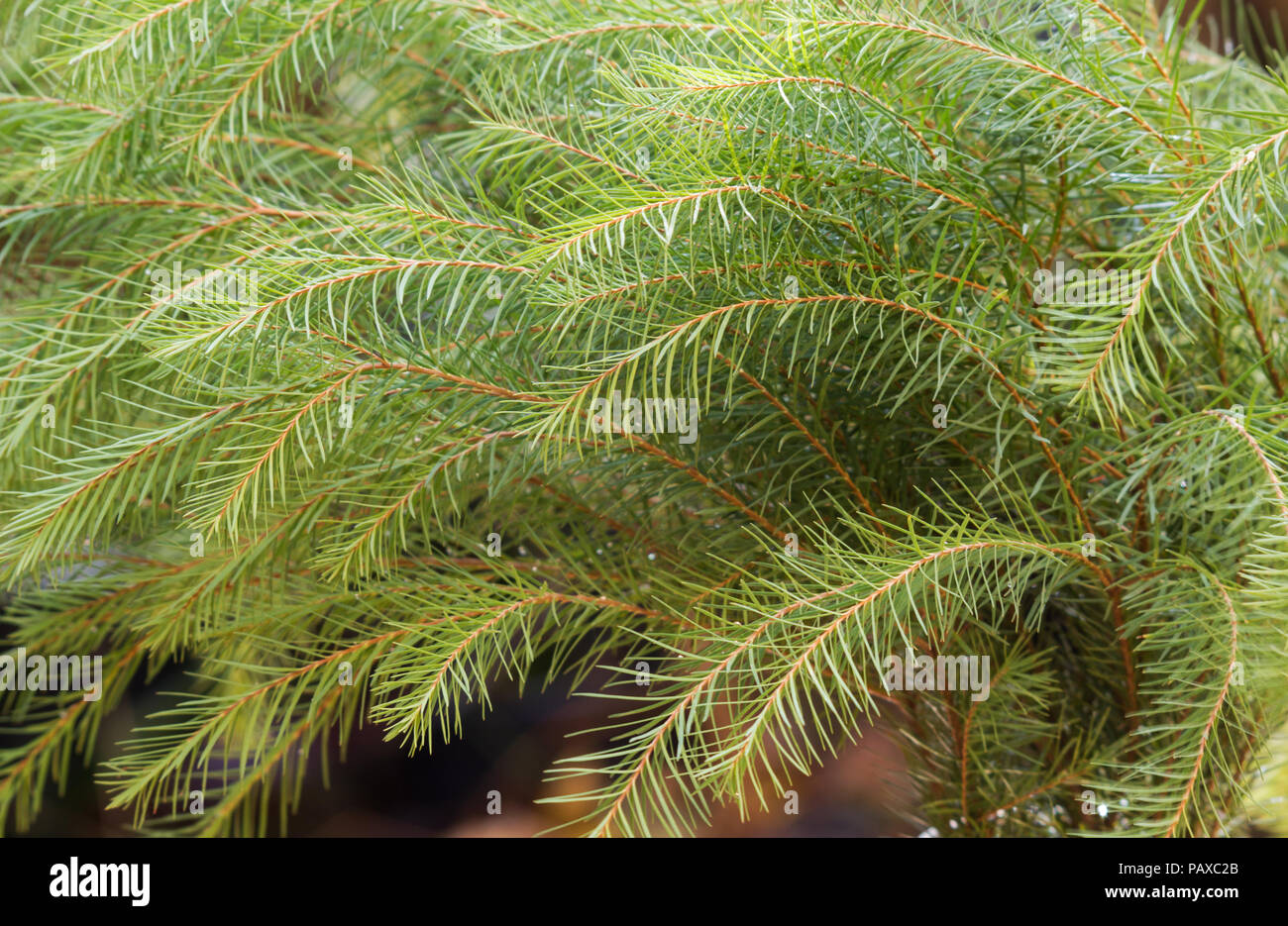 Tea Tree Melaleuca Alternifolia Leaves High Resolution Stock ...