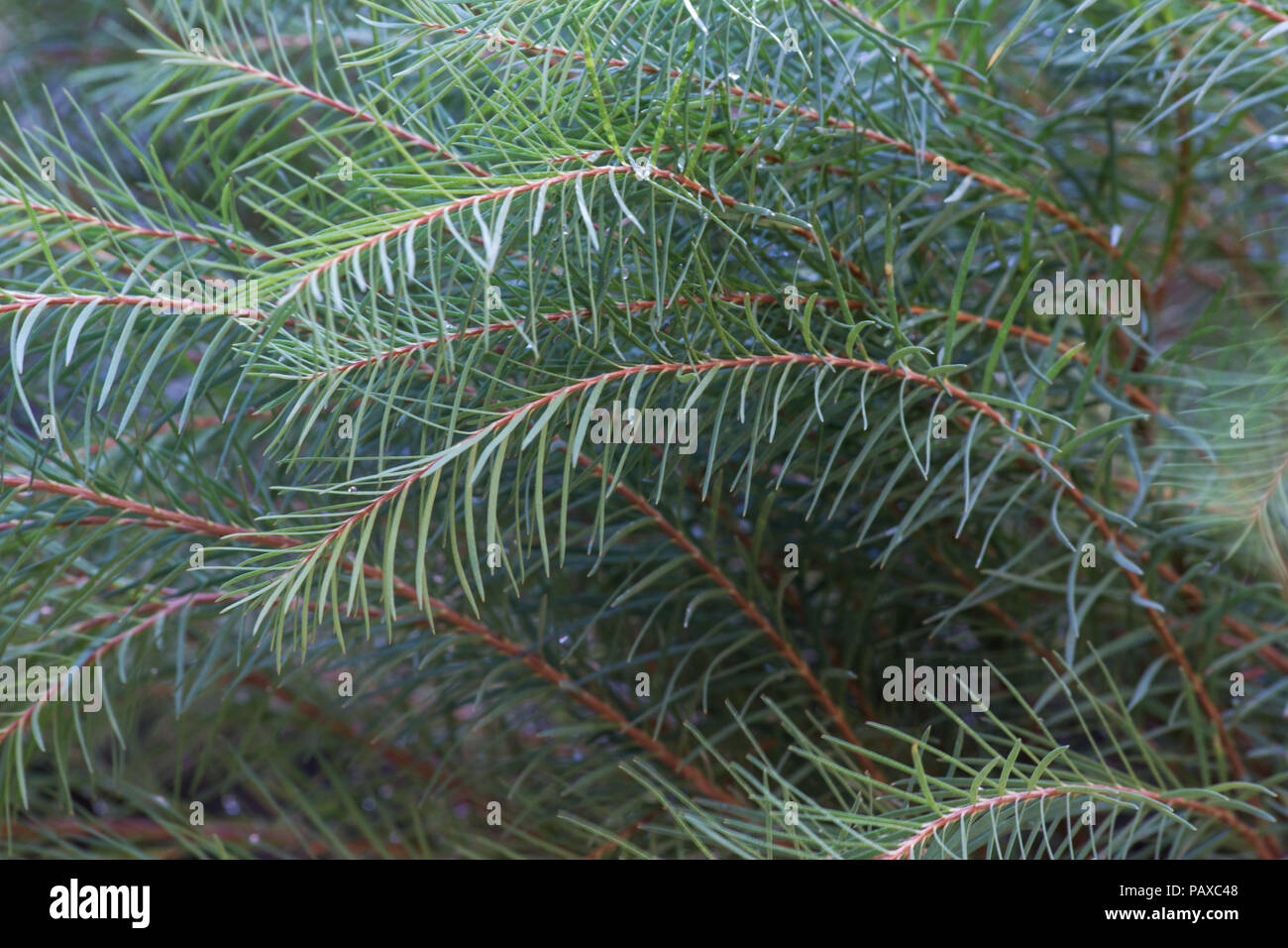 Melaleuca alternifolia leaves plant hi-res stock photography and images ...
