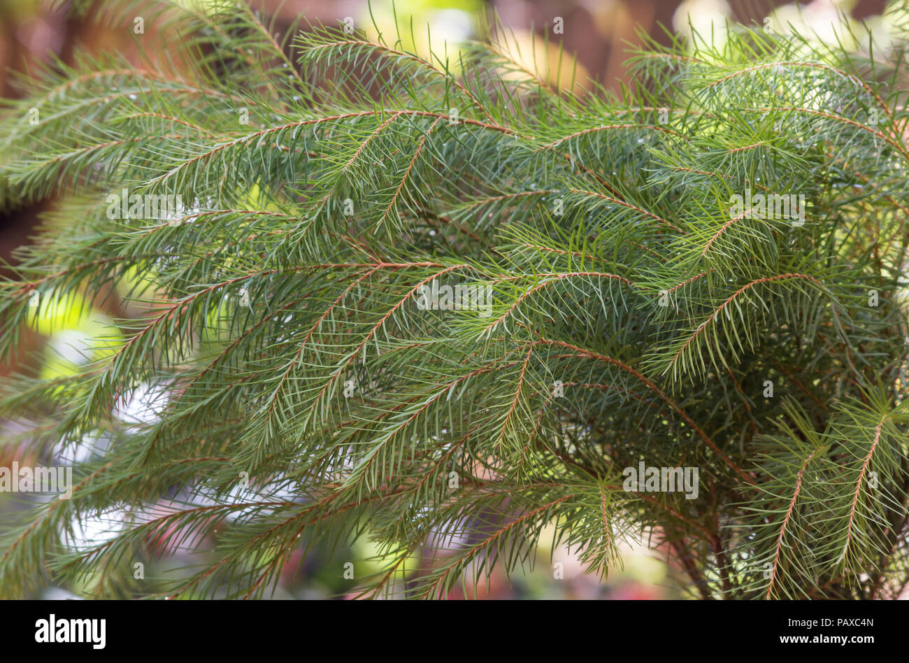 Melaleuca alternifolia leaves plant hi-res stock photography and images ...