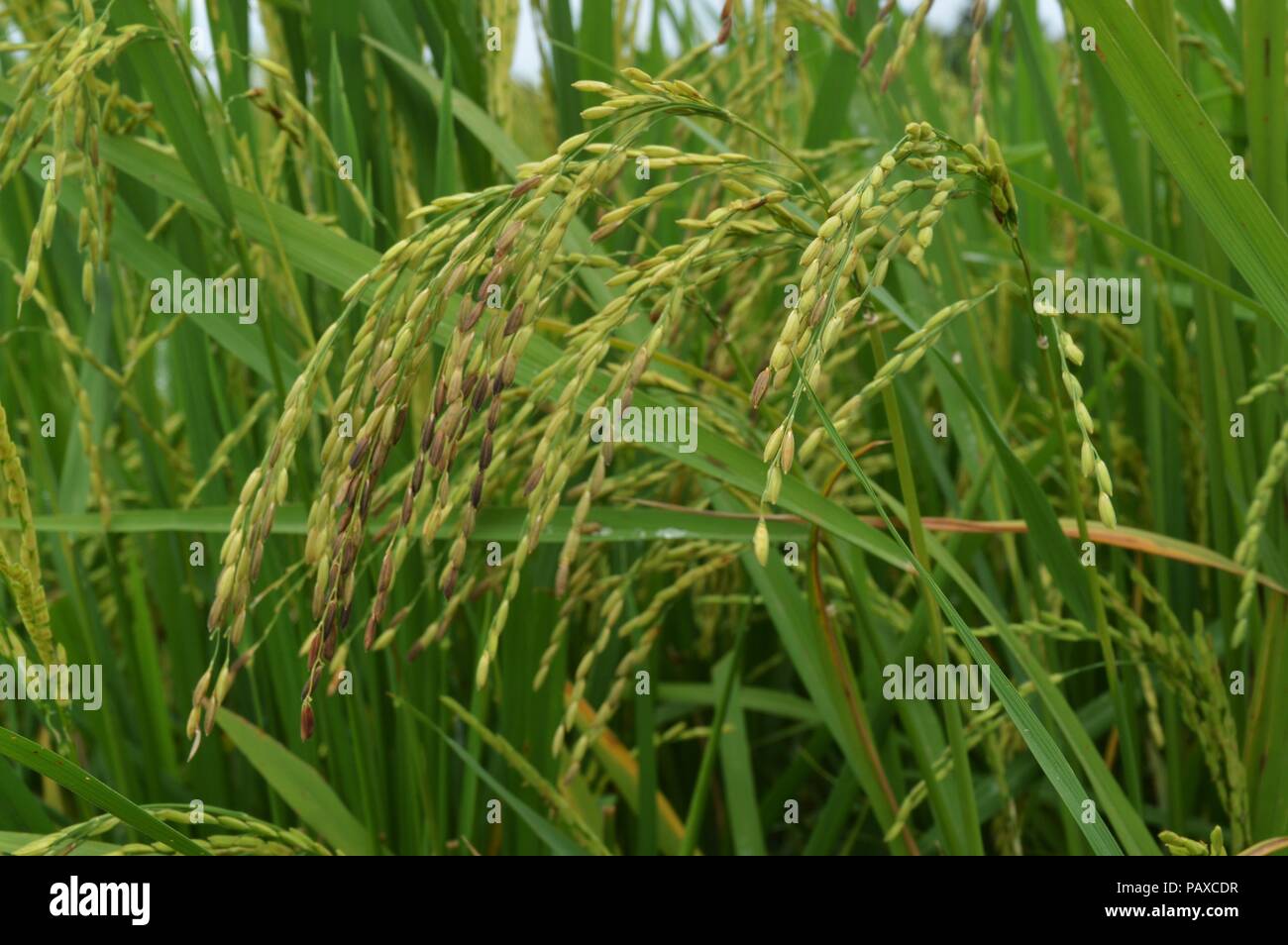 the close up of paddy Stock Photo - Alamy