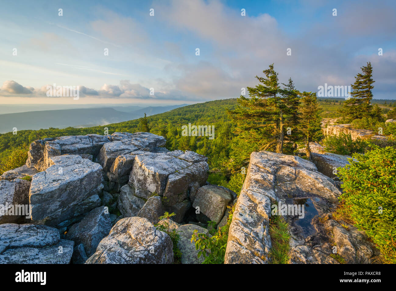 Morning view from Bear Rocks Preserve in Dolly Sods Wilderness ...