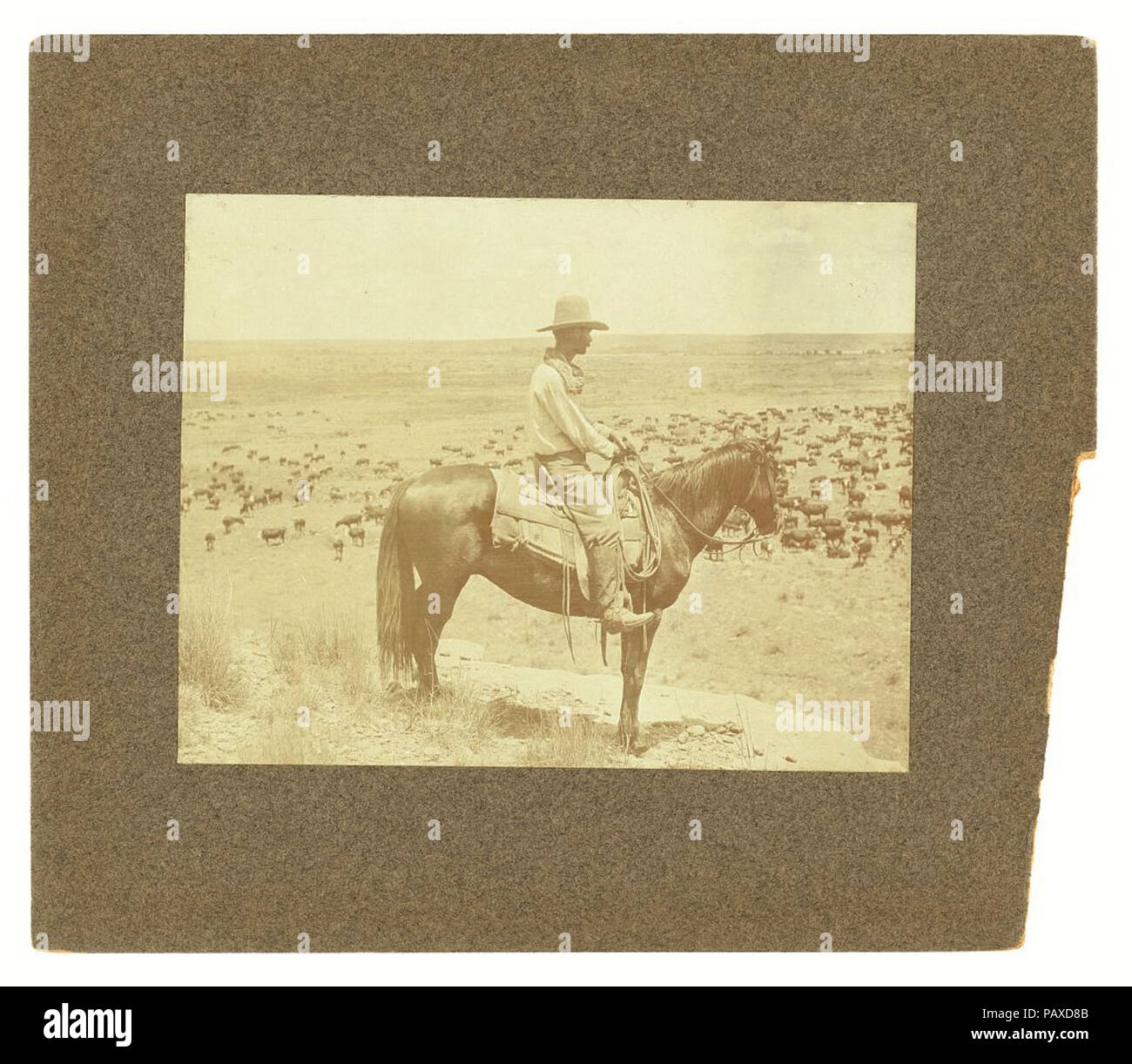 A Texas cowboy - photo by Erwin E. Smith, Bonham, Texas Stock Photo - Alamy