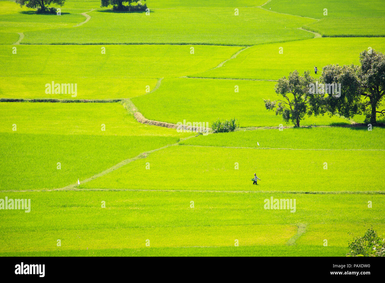 Asia rice terrace hi-res stock photography and images - Alamy