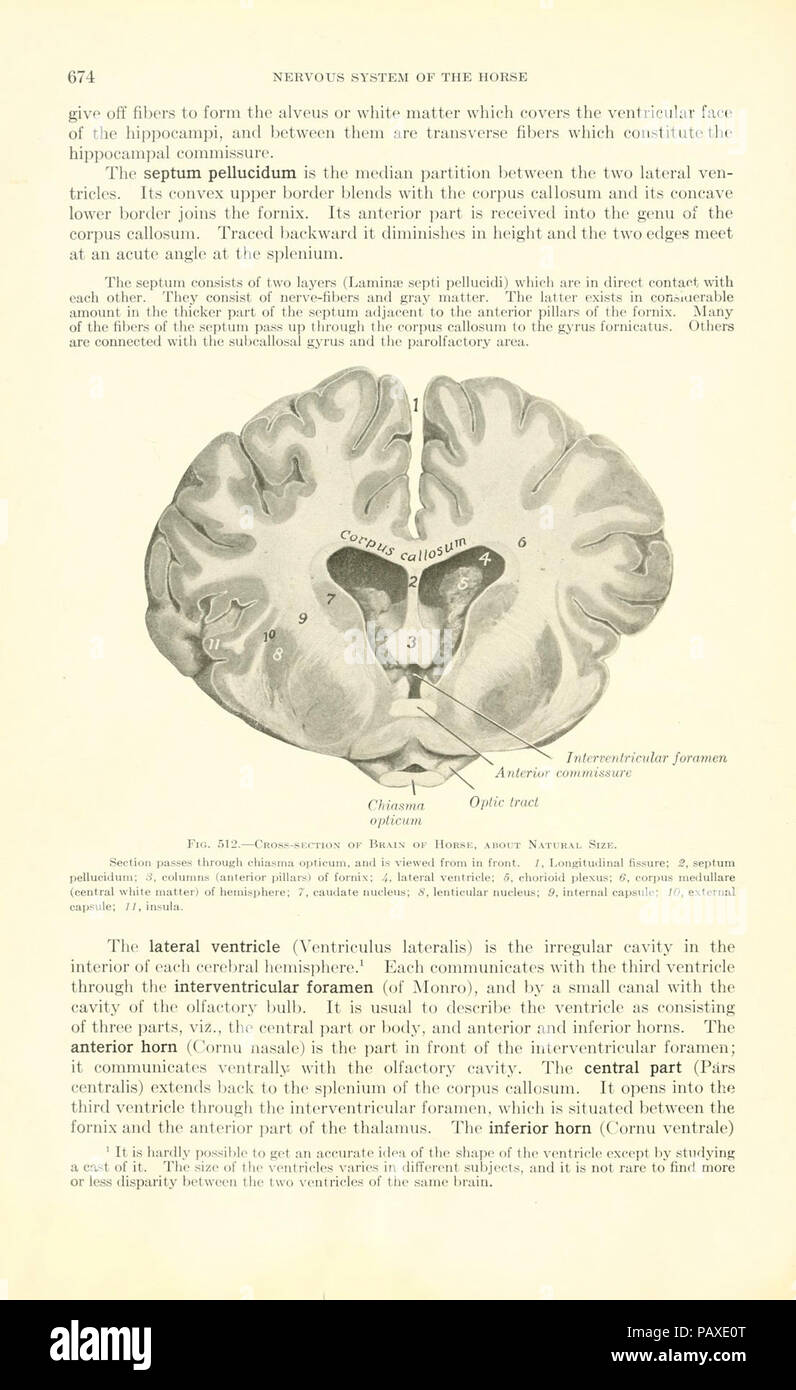 A text-book of veterinary anatomy (Page 674 Stock Photo - Alamy