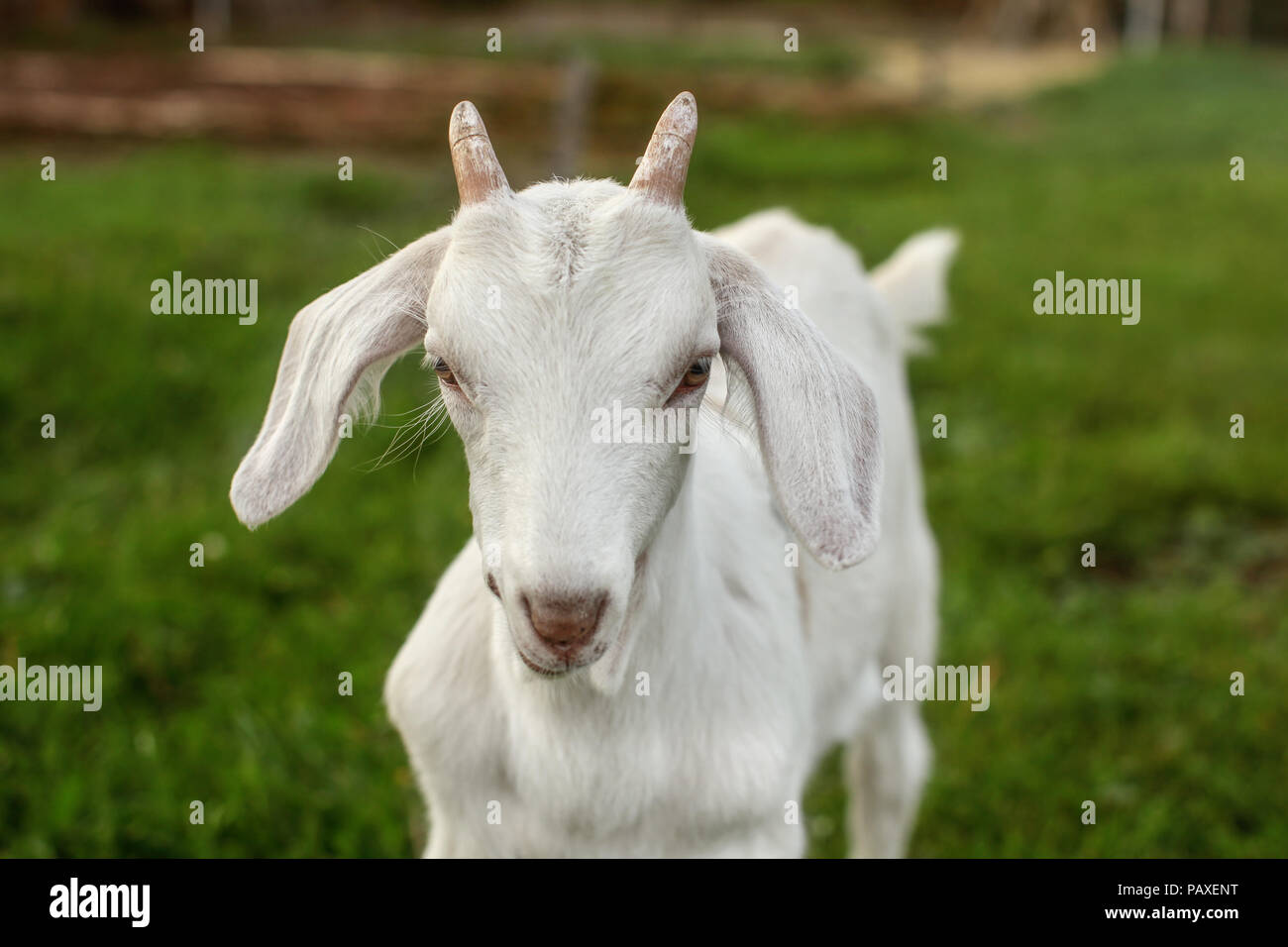 Young milk beard hi-res stock photography and images - Alamy