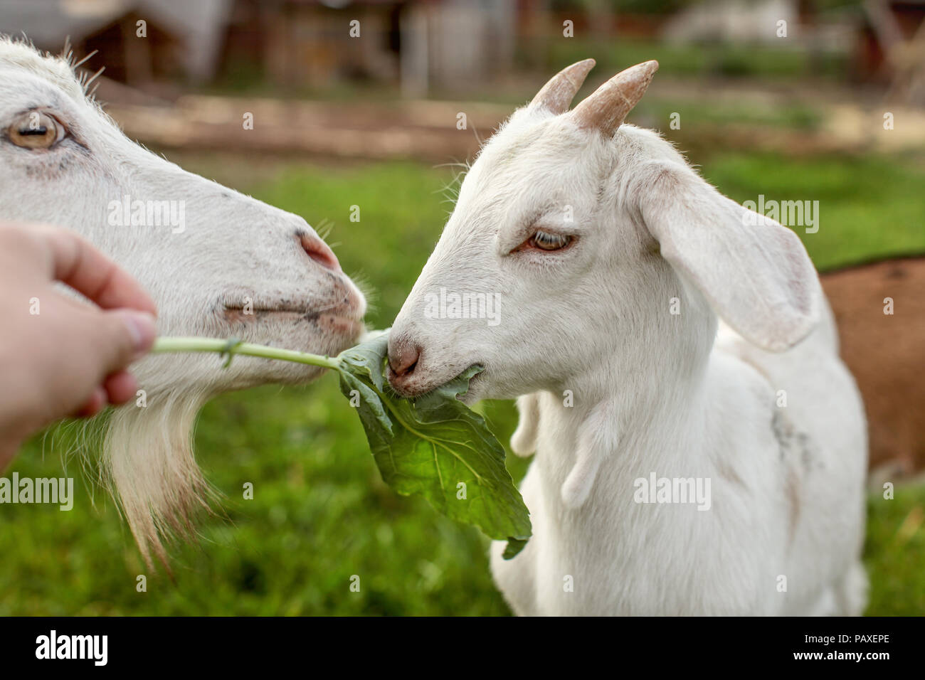 Baby goat eating leaves hi-res stock photography and images - Alamy