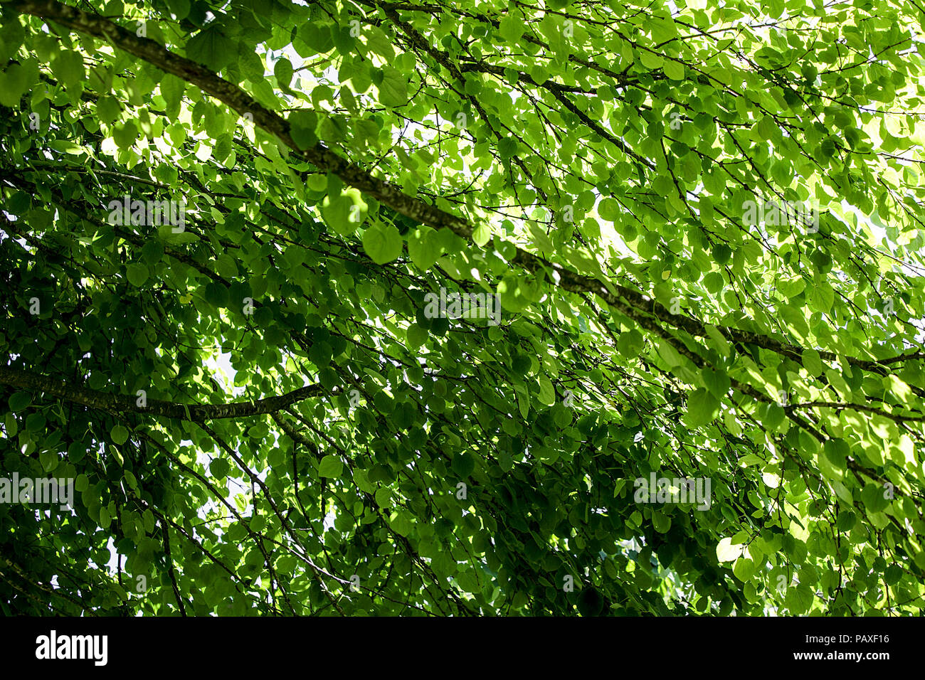 The foliated branches of the Judas-tree, (circis siliquastrum), seen ...