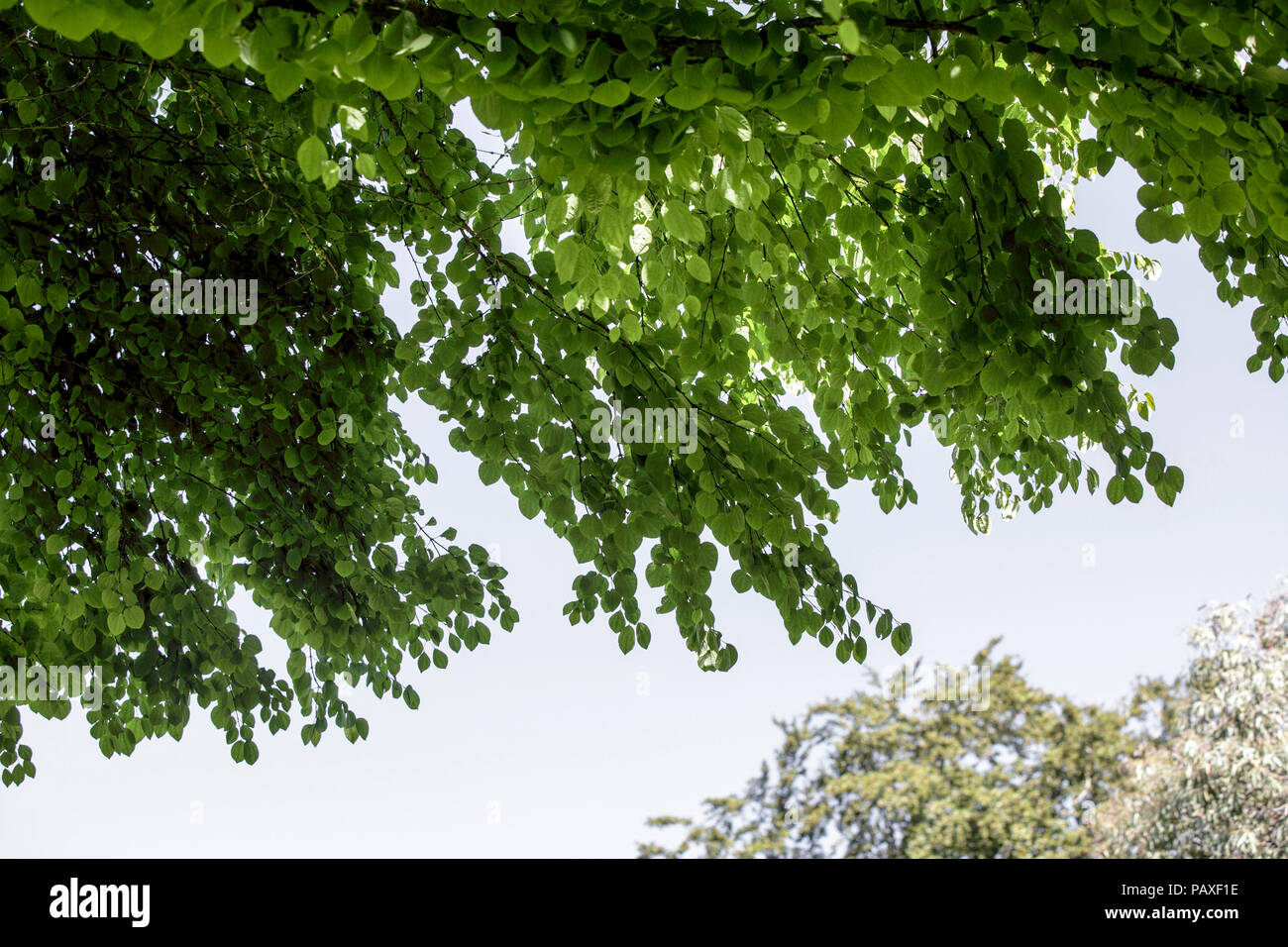 The foliated branches of the Judas-tree, (circis siliquastrum), seen ...