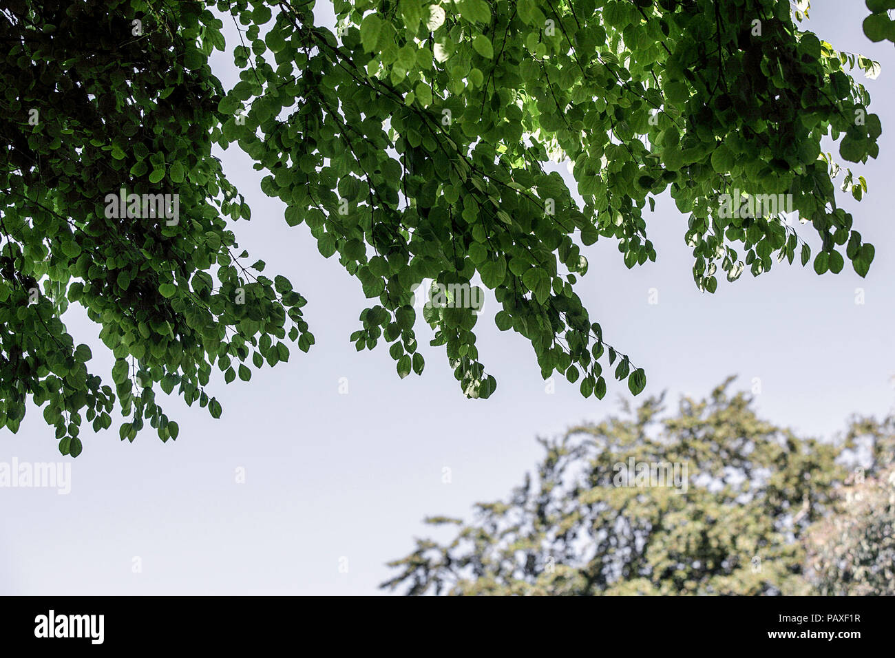 The foliated branches of the Judas-tree, (circis siliquastrum), seen ...