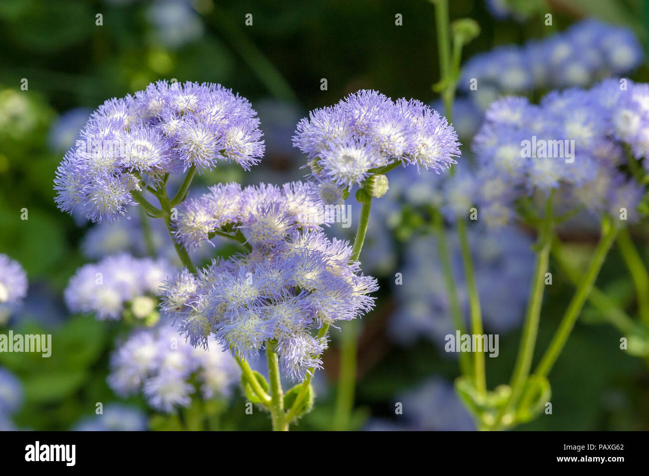 billy goat weed flowers in sunlight in a garden Stock Photo - Alamy