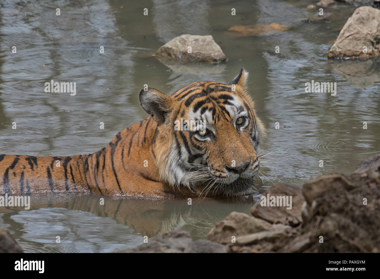 Royal Bengal Tiger resting during monsoons in Ranthambore National Park ...