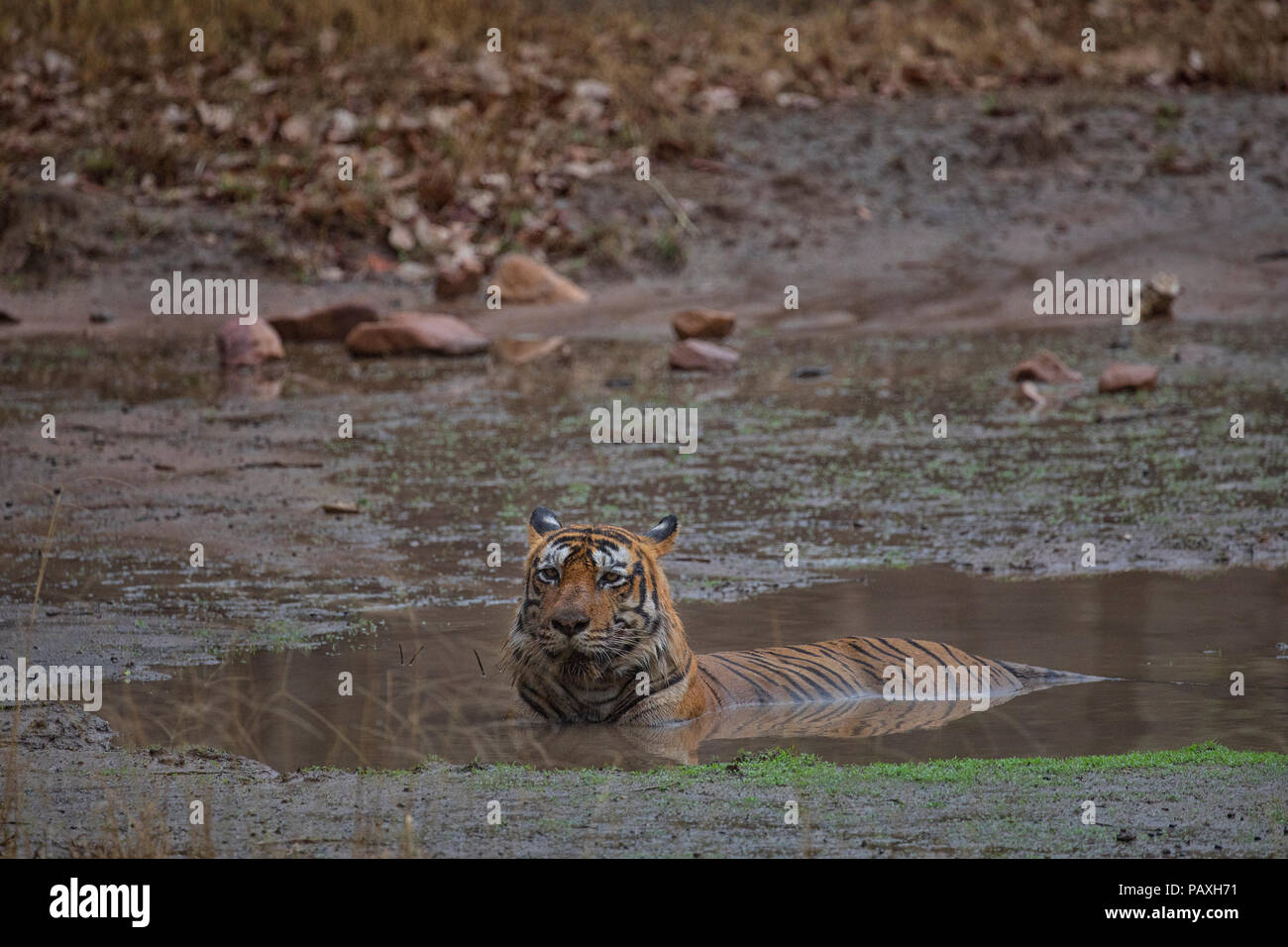 Royal Bengal Tiger resting during monsoons in Ranthambore National Park ...