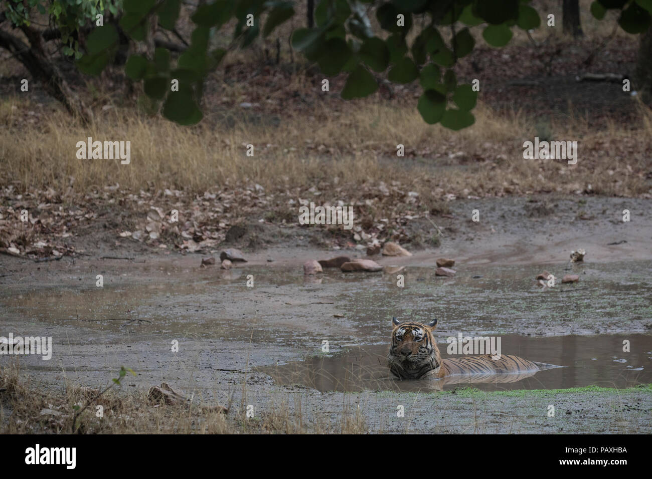 Royal Bengal Tiger resting during monsoons in Ranthambore National Park ...