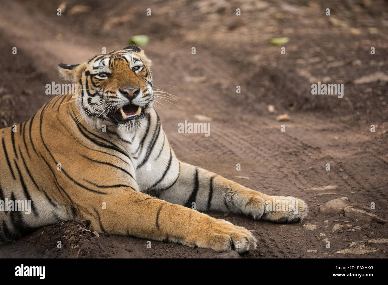 Royal Bengal Tiger resting during monsoons in Ranthambore National Park ...
