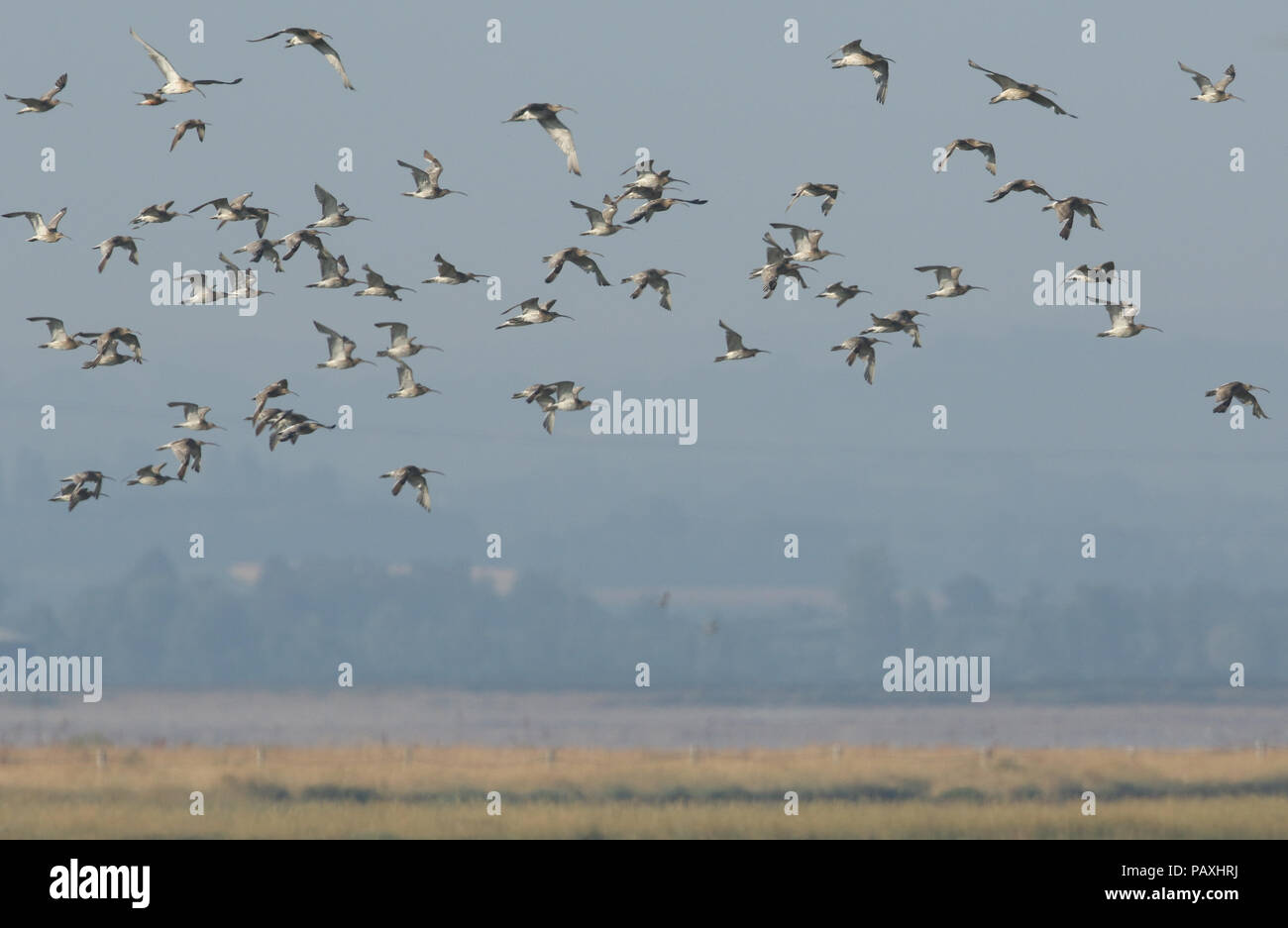 A landscape view of a flock of beautiful Curlew (Numenius arquata ...