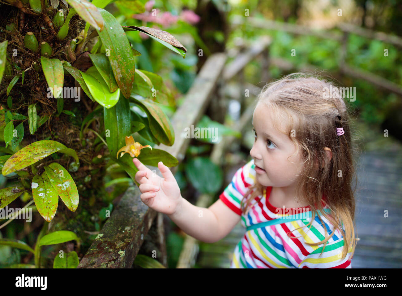 Little girl hiking in jungle. Child looking at wild orchid in tropical ...