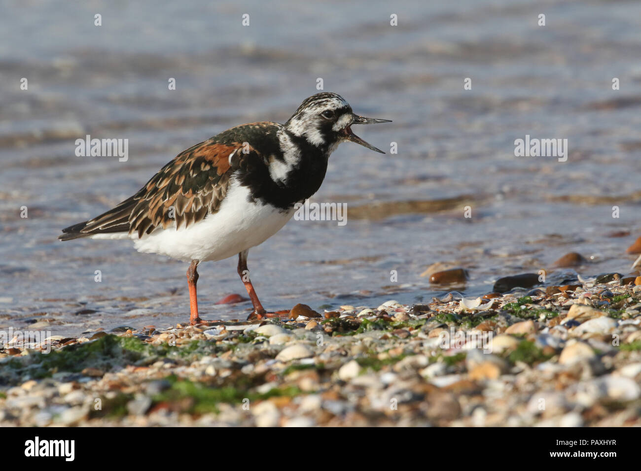 A pretty Turnstone (Arenaria interpres) standing on the shoreline at ...