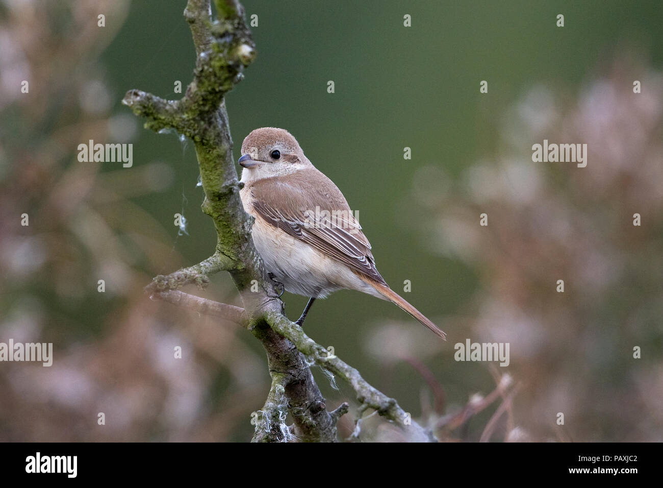 Isabelline Shrike Daurain (Lanius isabellinus isabellinus Stock Photo ...