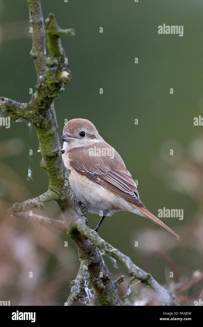 Isabelline Shrike Daurain (Lanius isabellinus isabellinus Stock Photo ...