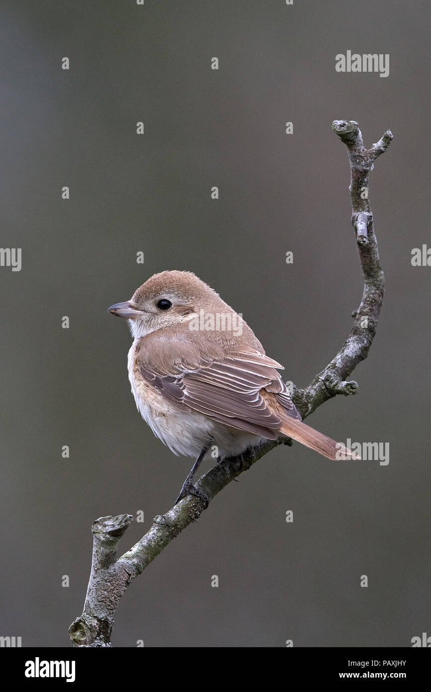 Isabelline Shrike Daurain (Lanius isabellinus isabellinus Stock Photo ...
