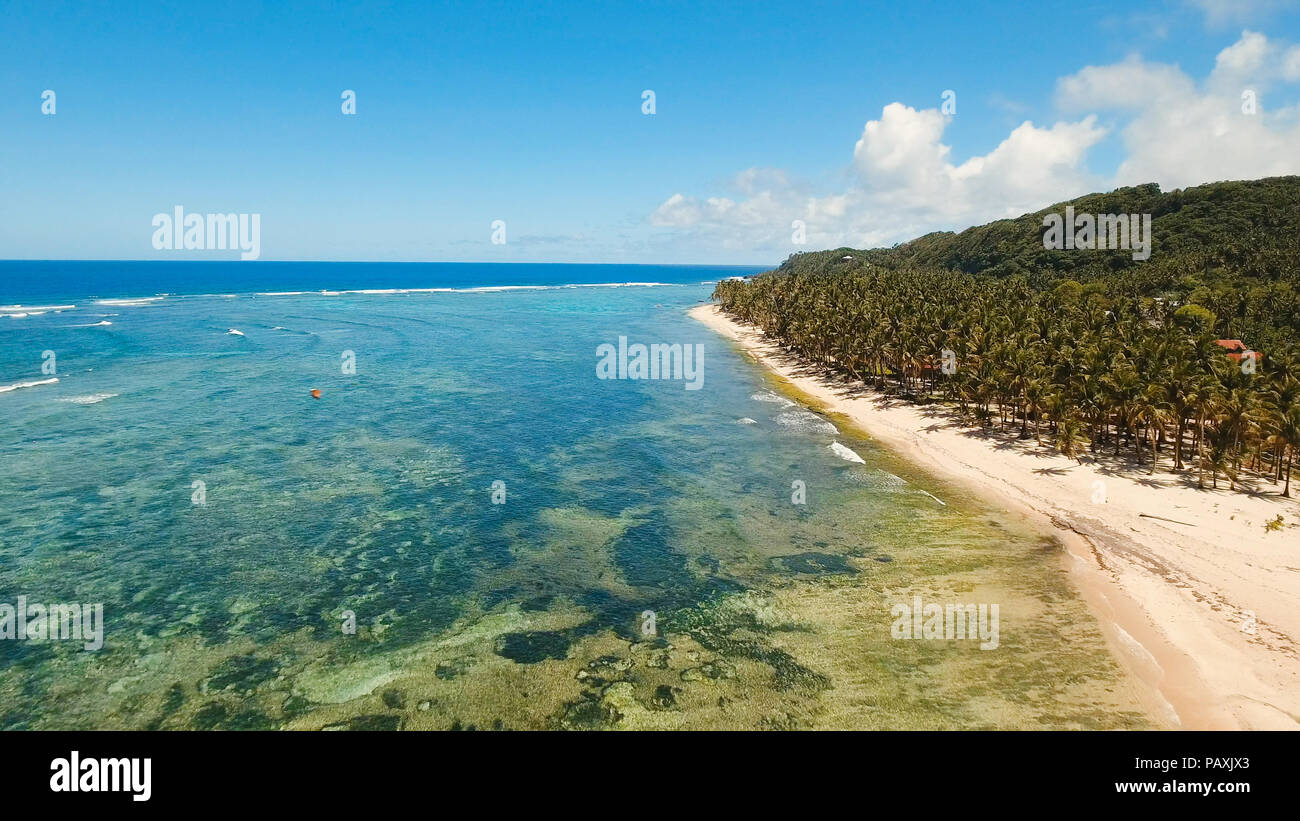 Beautiful tropical sand beach, palm trees. Aerial view of tropical ...