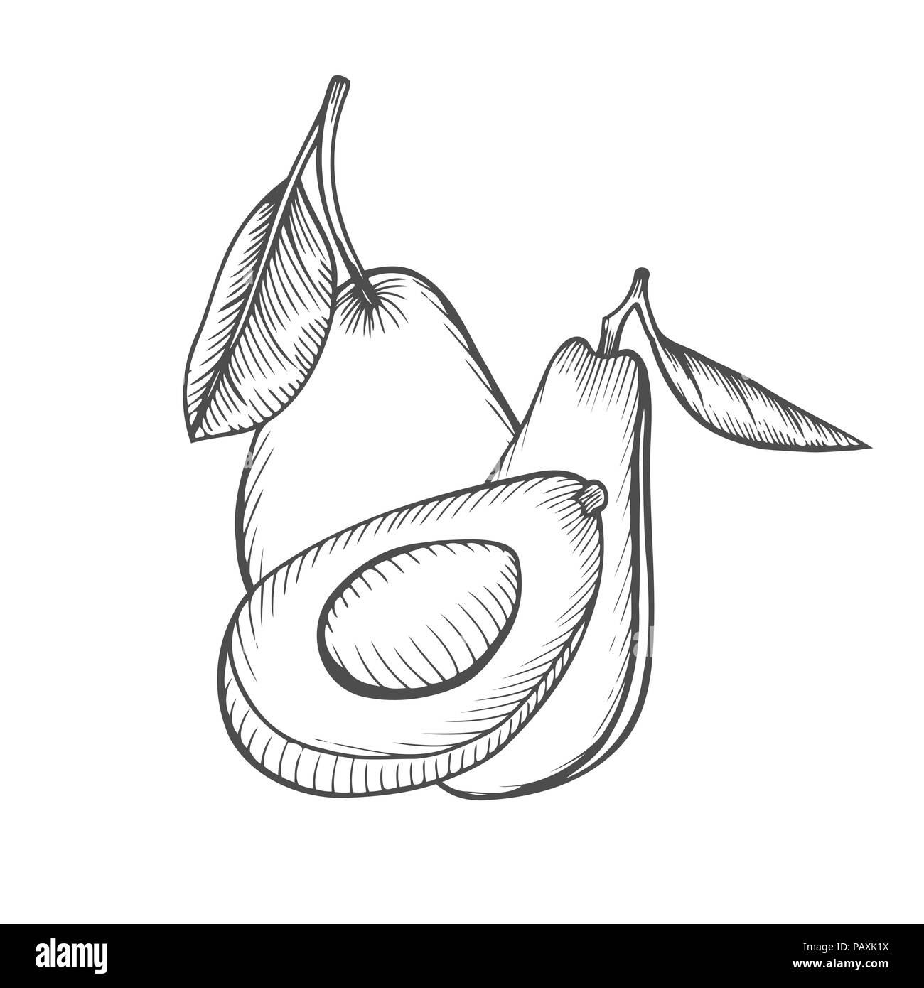 Vector hand drawn avocado and sliced pieces set. Tropical summer fruit ...