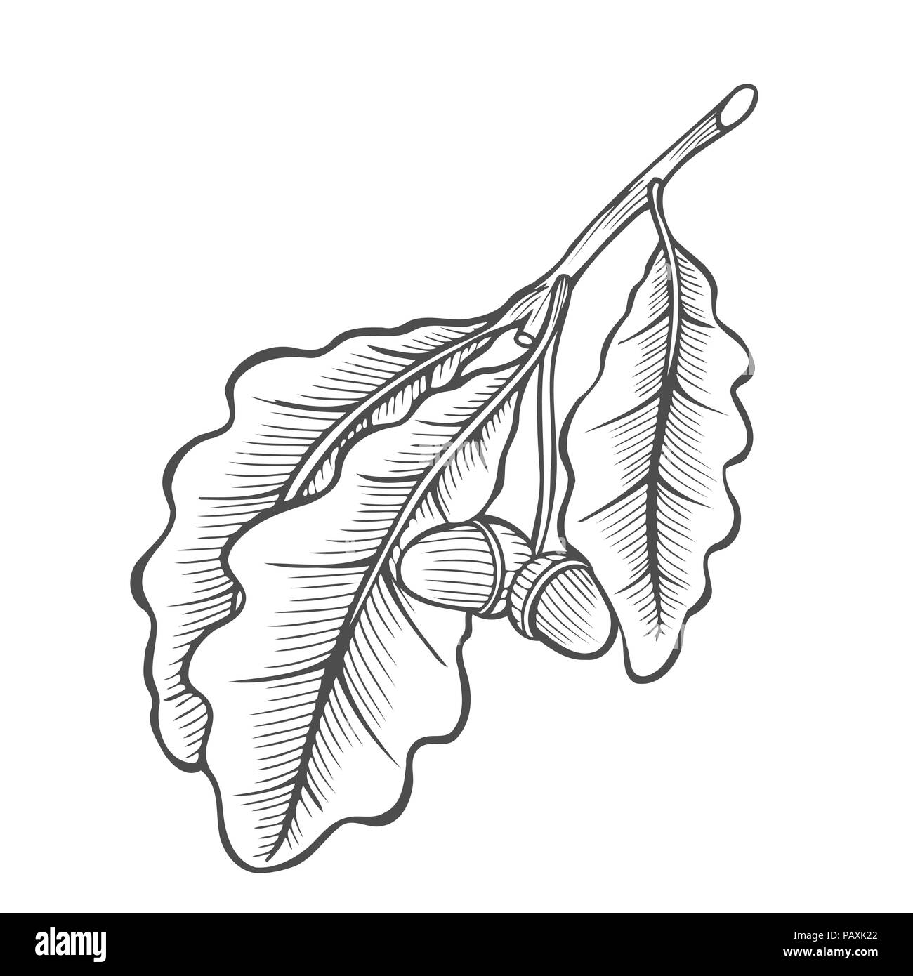 Vector engraving illustration of highly detailed hand drawn acorn ...