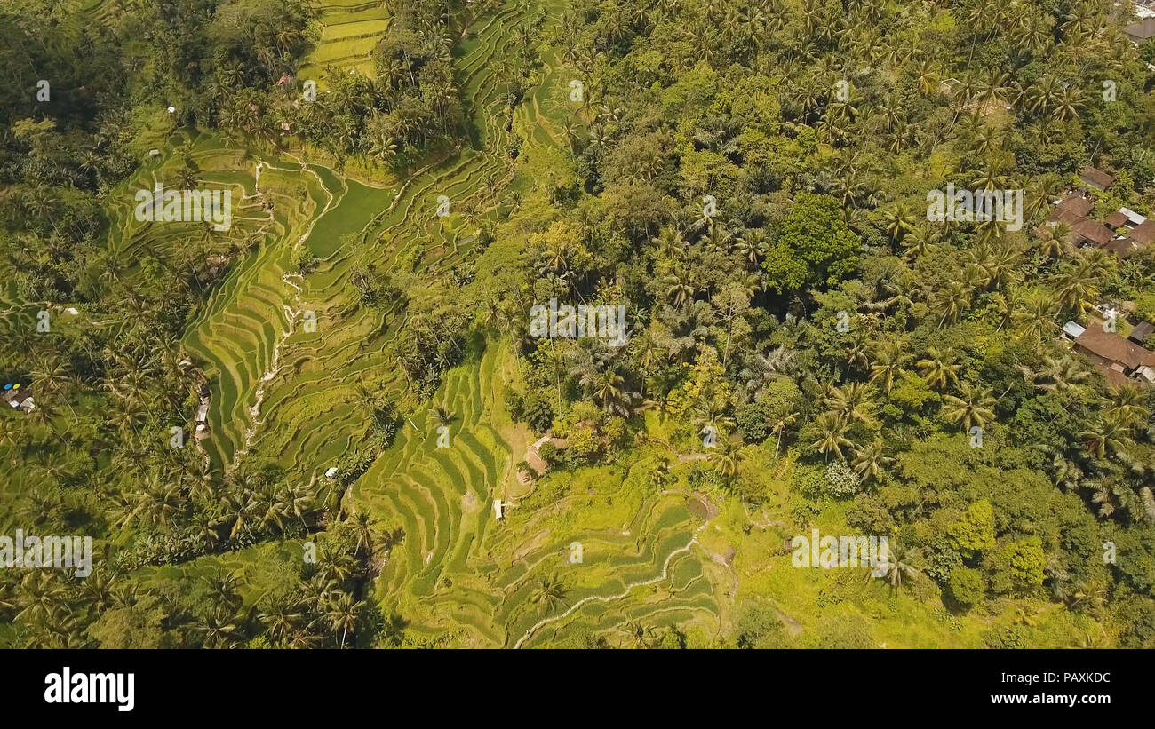 Aerial view of Rice Terrace field, Ubud, Bali, Indonesia.rice ...