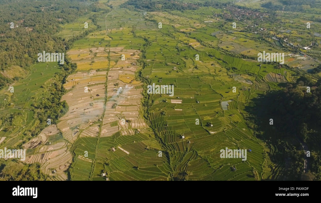 Rice terrace field in the mountains, farmlands, trees. Aerial view of ...