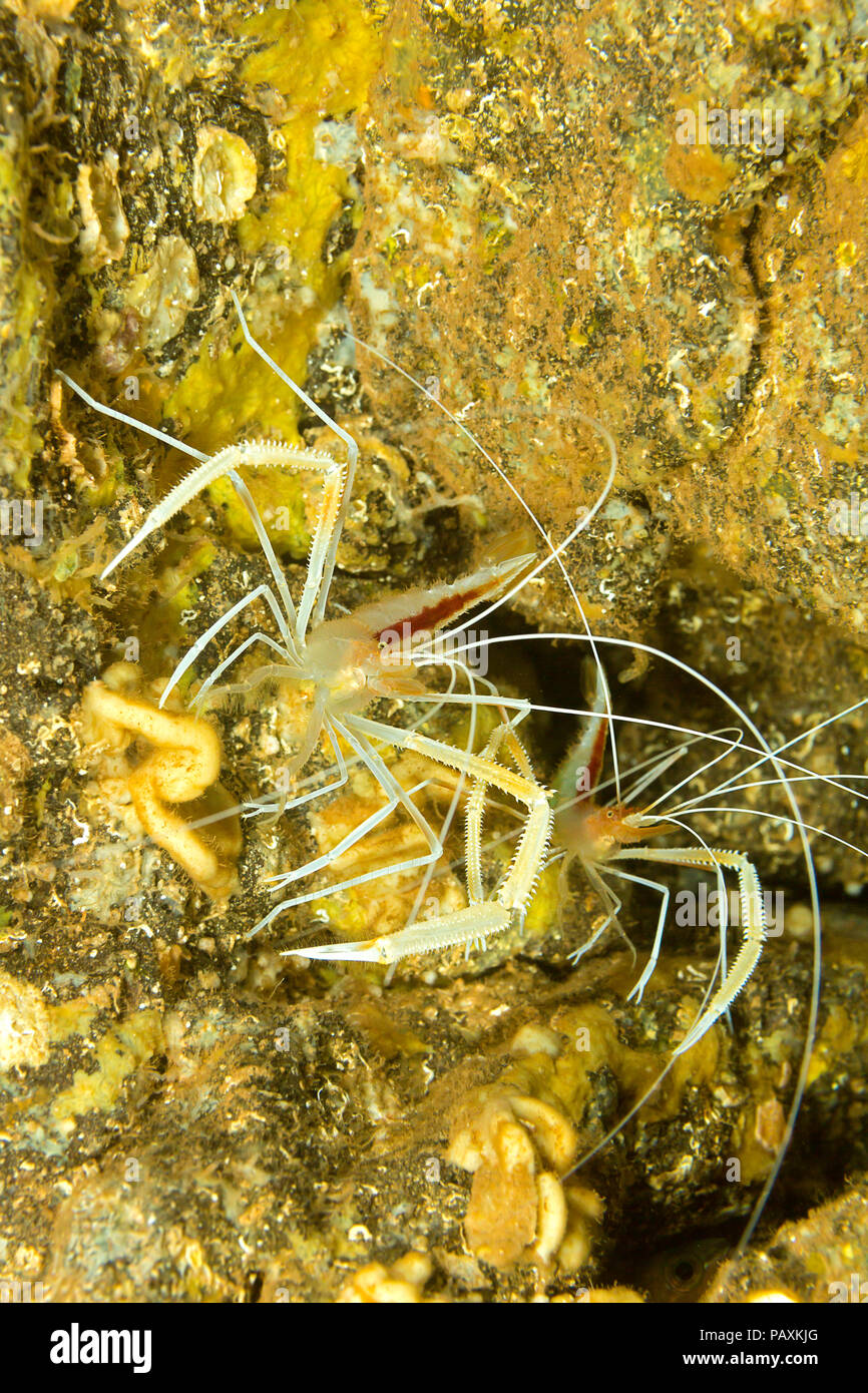 Stenopus pyrsonotus hi-res stock photography and images - Alamy